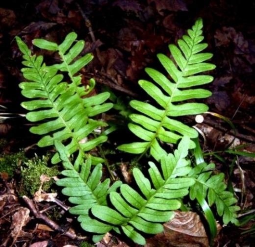 Polypodium vulgare