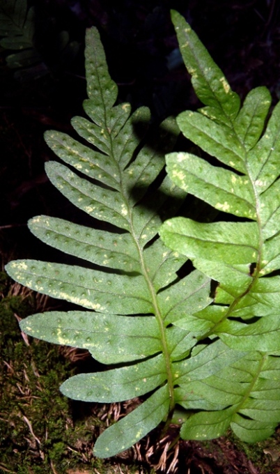 Polypodium vulgare