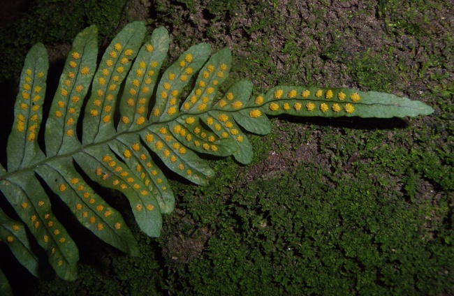 Polypodium vulgare