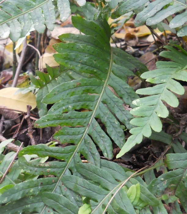 Polypodium vulgare