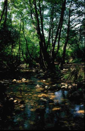 Foreste alluvionali di Alnus glutinosa e Fraxinus excelsior (Alno ...
