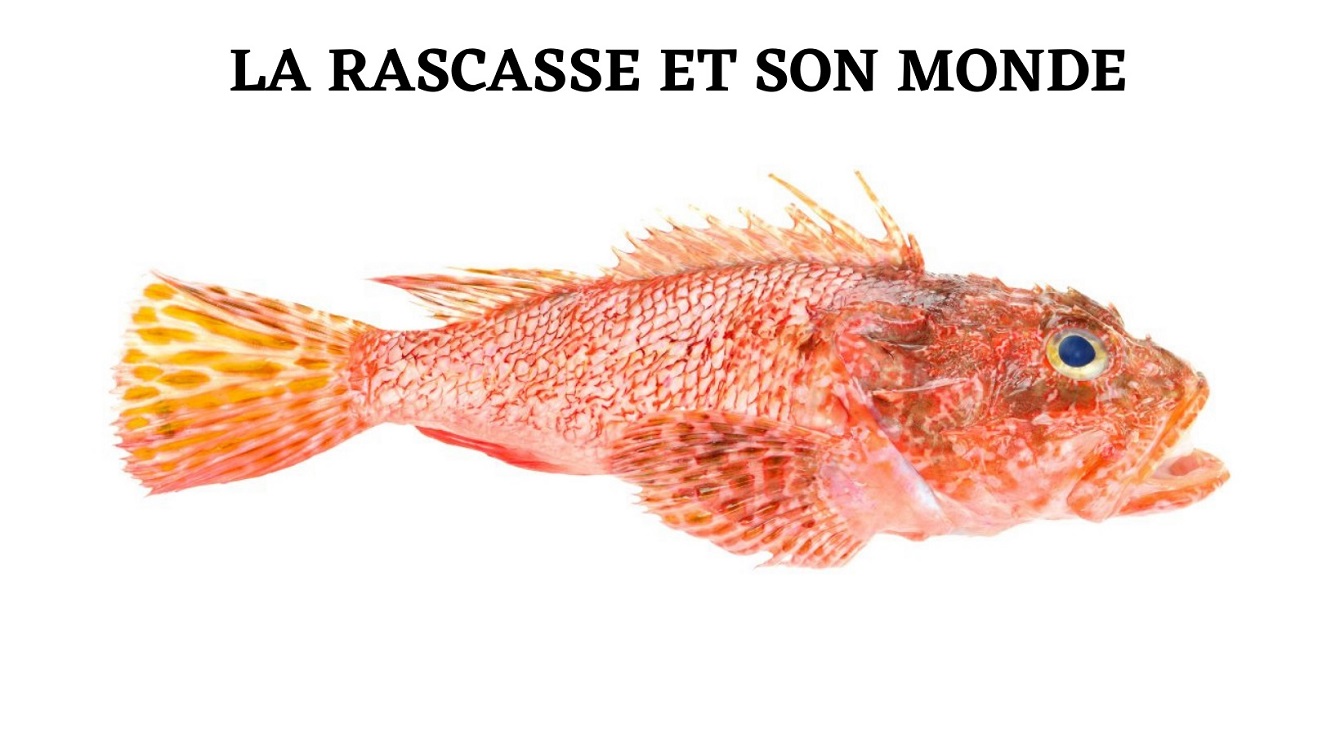 Rascasse : Tout ce que vous ne saviez pas sur ce poisson méditerranéen