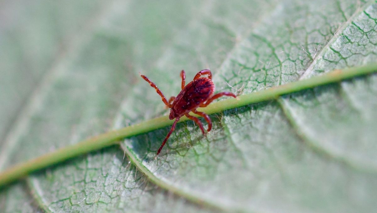 Aoutat : Tout savoir sur l'acarien piqueur