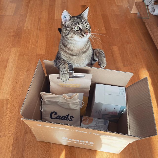 Abonnement Croquettes Chat : Le Sur Mesure de Caats