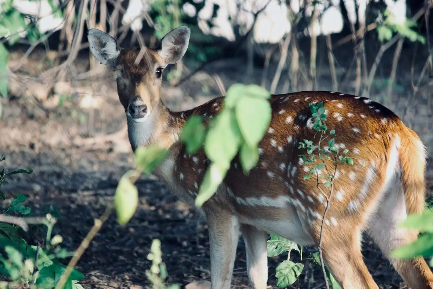 Corbett & Dudhwa Tour – Tiger Safaris & Wilderness Adventure