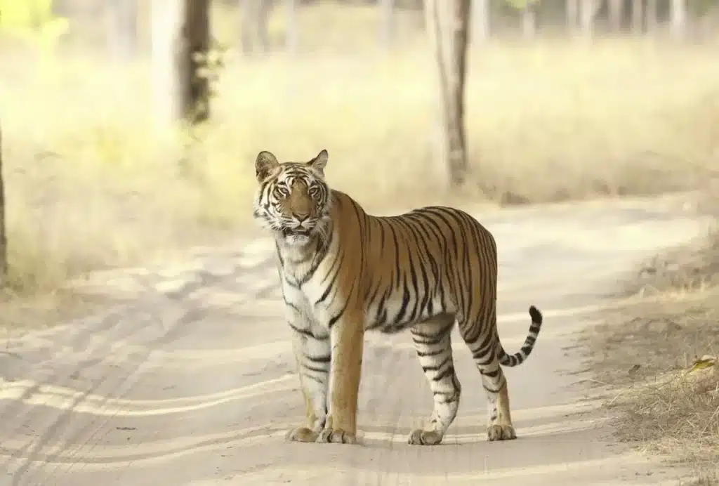 India Tiger Safaris: Your Trip from Spain with Trusted Experts