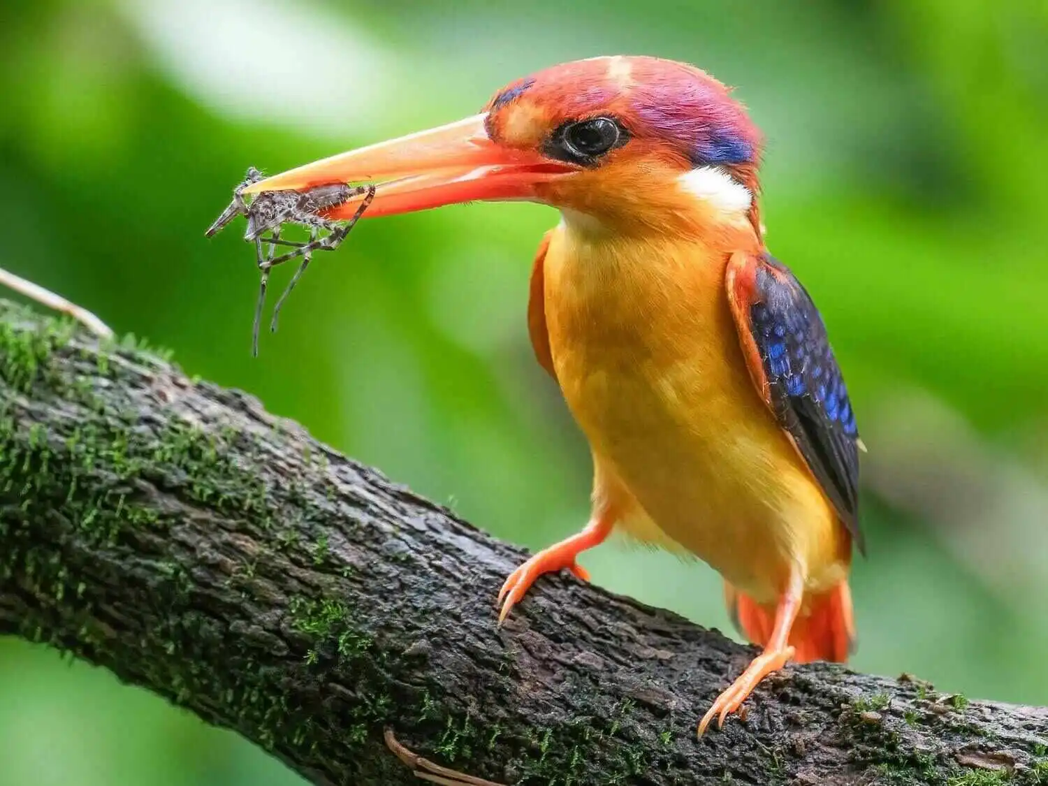 Oriental Dwarf Kingfisher – Jewel of Indian Forests