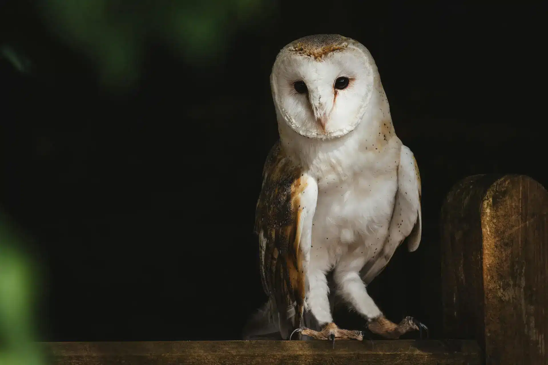 Owls of India: Explore the Mysterious Night Hunters