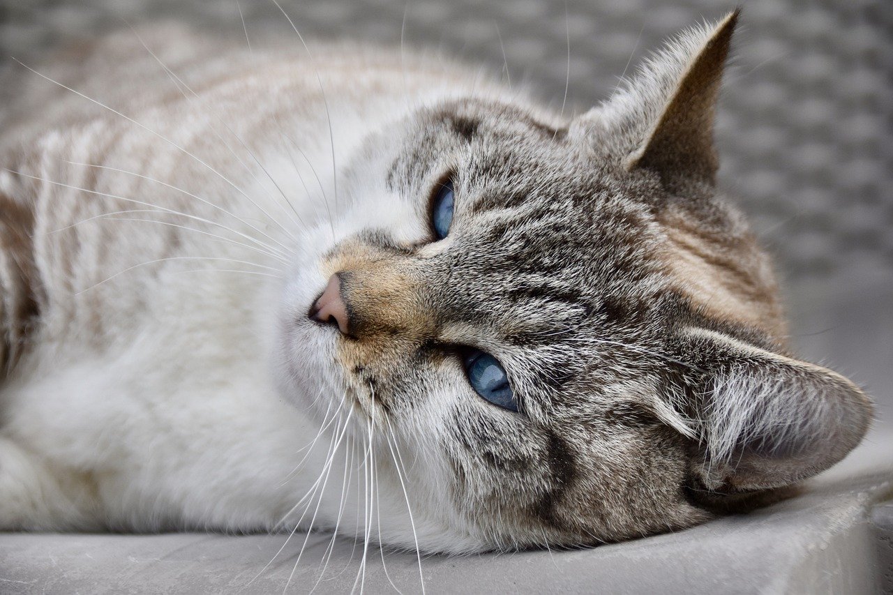 Dosage Alimentaire: Combien Votre Chat Doit-il Réellement Manger