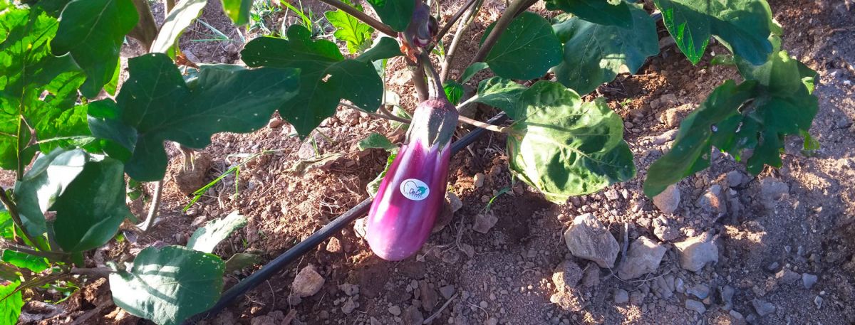 Coop Lady Violetta