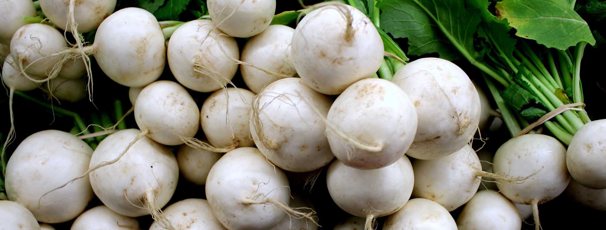 La rapa: caratteristiche, proprietÃ e usi in cucina