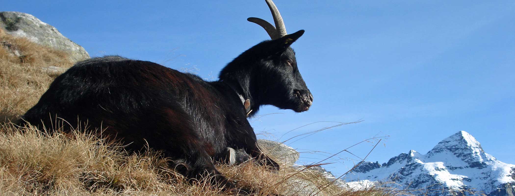 Salviamo la capra Nera di Verzasca!