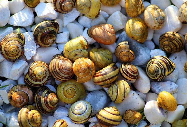 Pouce pied : Comment déguster ce crustacé atypique