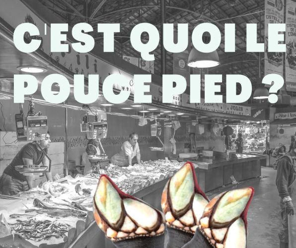 Pouce pied : Comment déguster ce crustacé atypique
