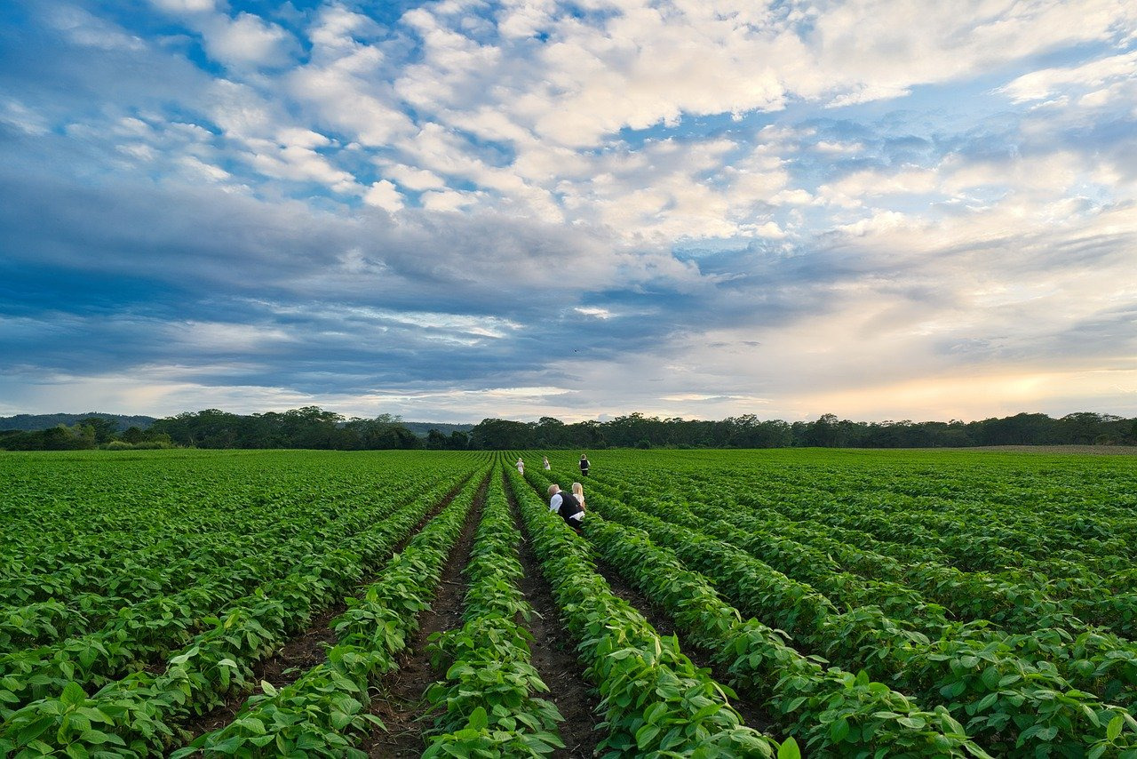 Trichoderma harzianum : pour une protection naturelle des cultures.