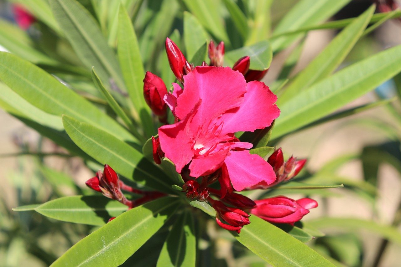 Mode d'emploi : comment bouturer un laurier rose avec de l'eau à la...