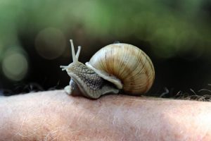 Comment dégorger des escargot : découvrez nos astuces