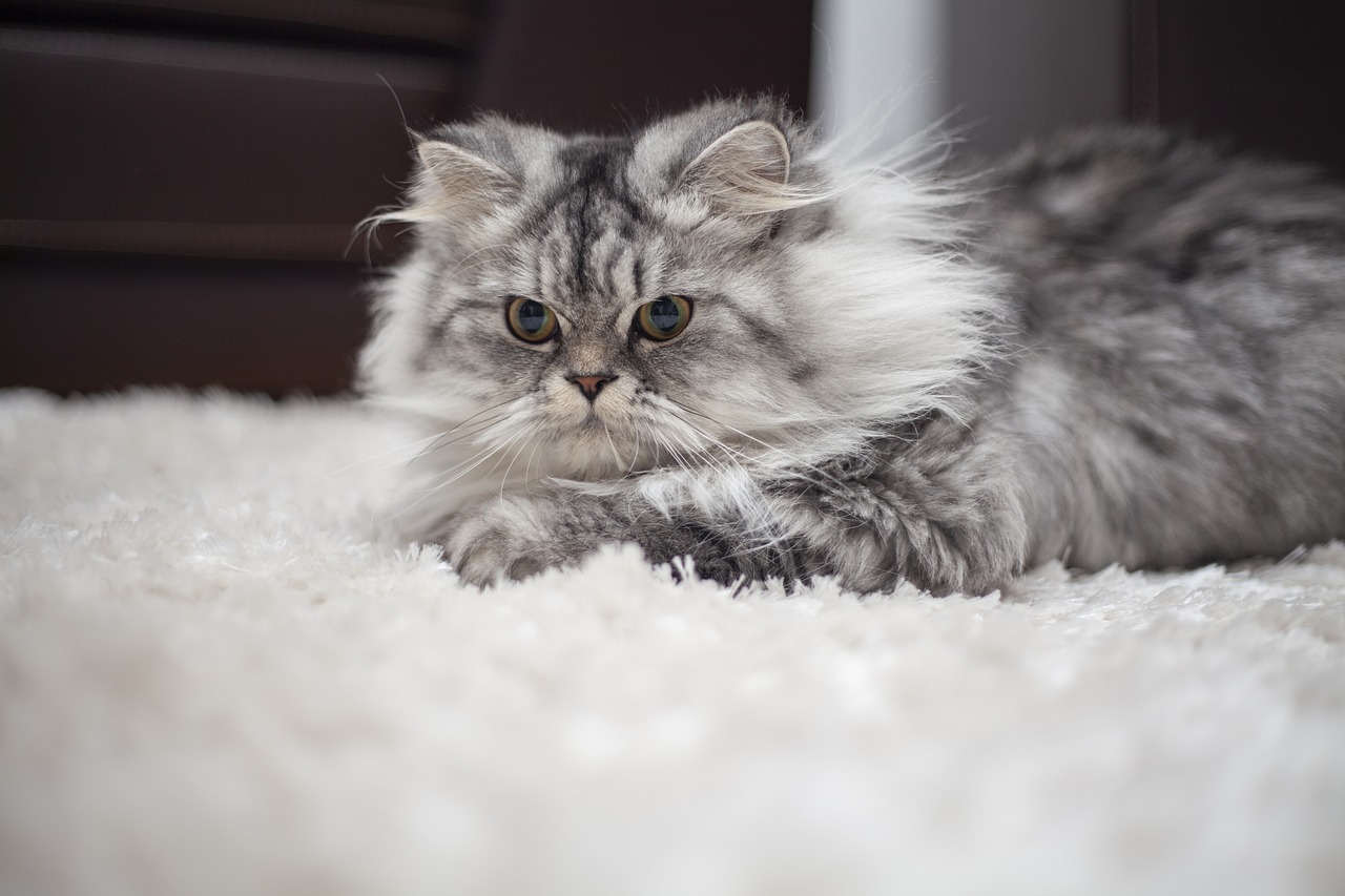 Chats Hitler : quels sont les particularités