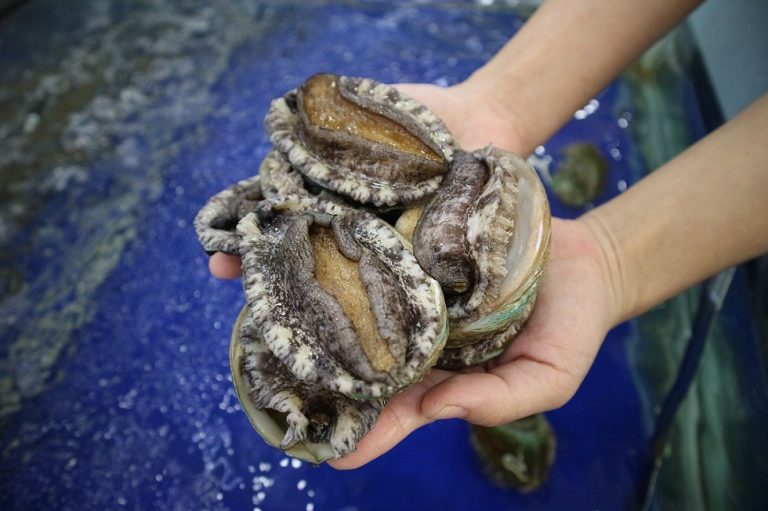 Ormeaux : Un mollusque marin succulent
