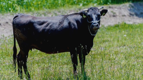 Boeuf de kobe : Tout ce qu’il faut savoir