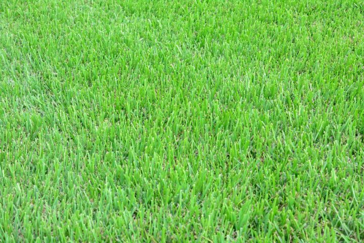 Apprenez à garder une belle pelouse, naturellement