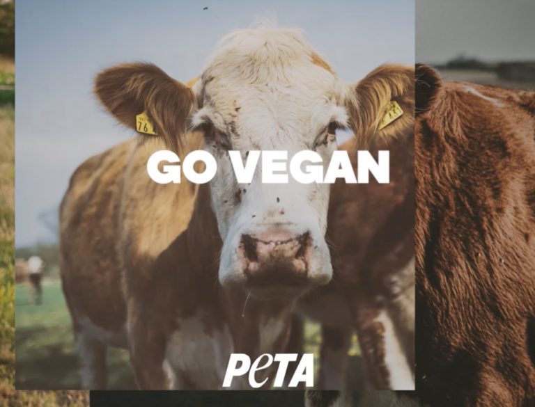 Fledge symboliseert globale slachtcijfers voor Peta - PUB