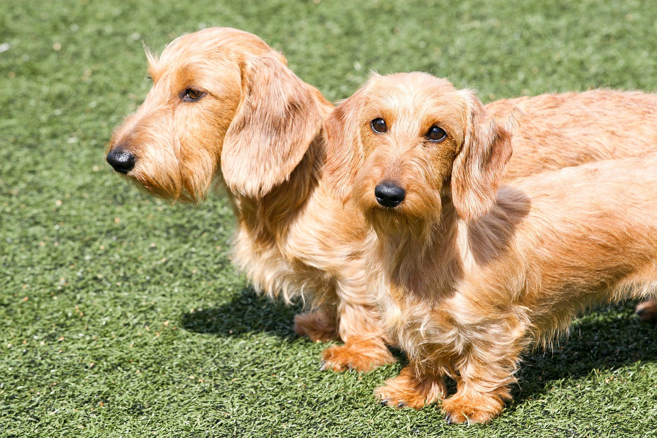 Teckel poil dur : tout ce qu'il faut savoir sur cette race de chien ...