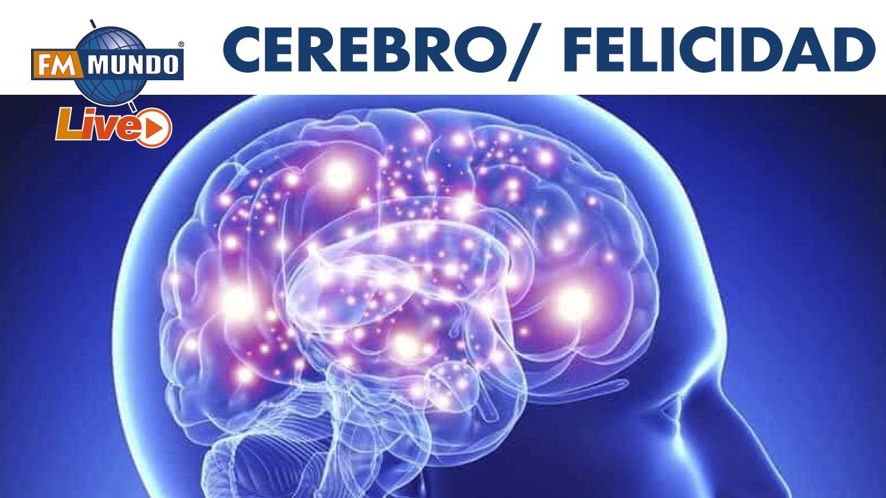 ¿Qué parte del cerebro se encarga de la felicidad? | Actualizado agosto ...