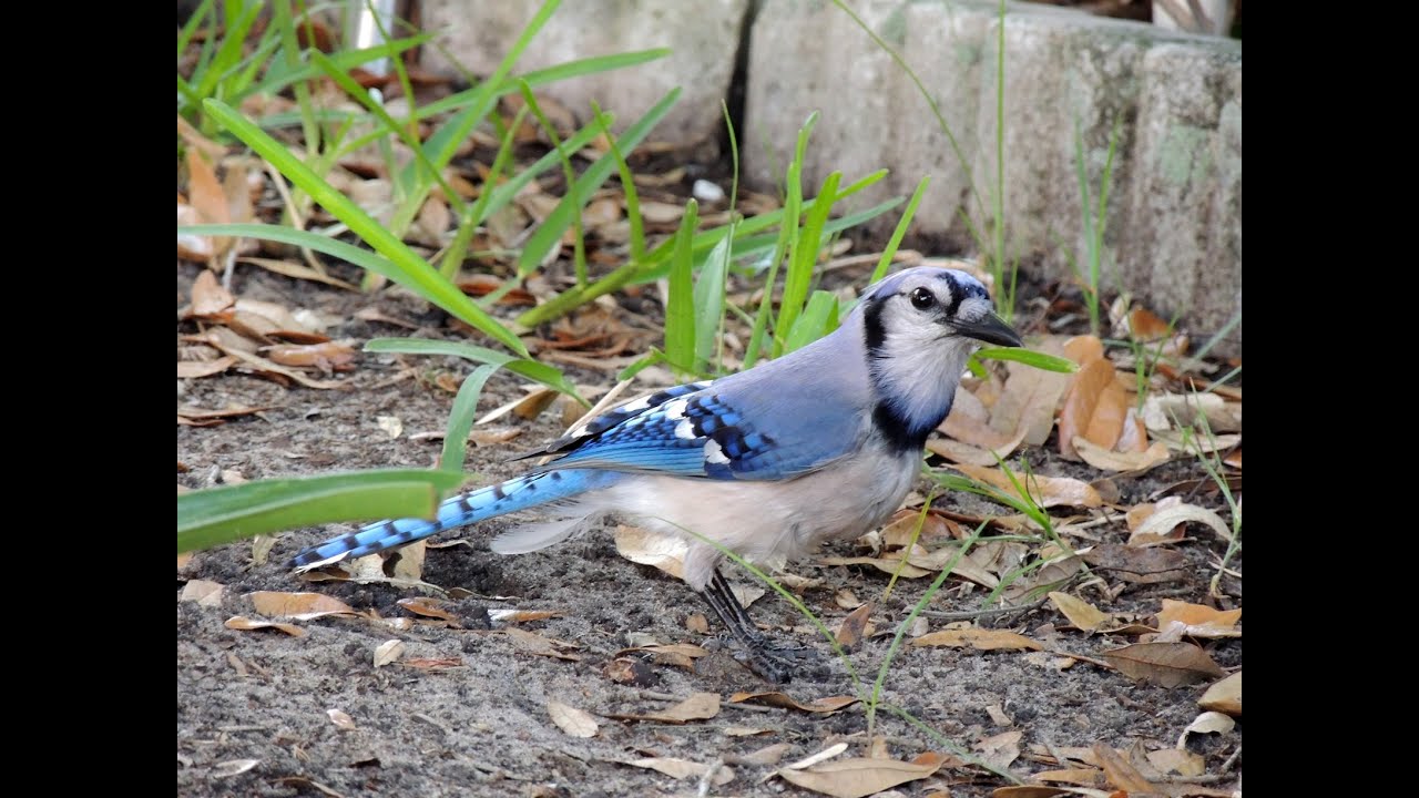 ¿Dónde viven los arrendajos azules? | Actualizado diciembre 2025