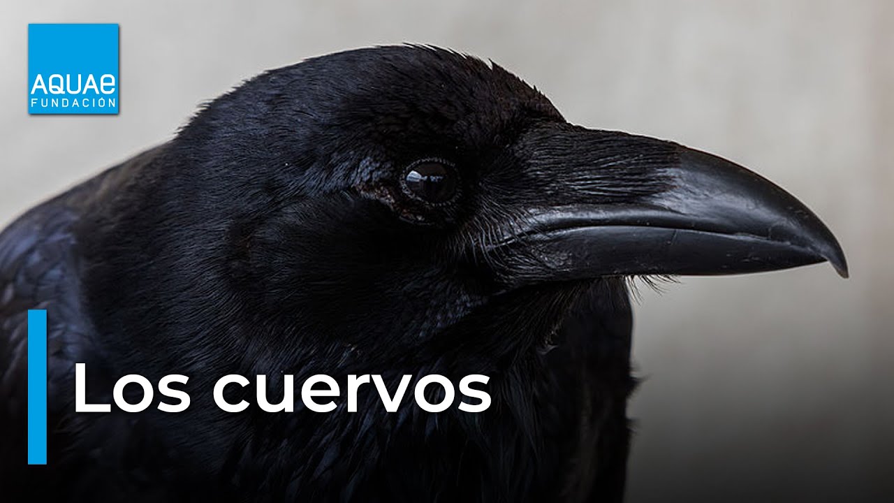 ¿Qué características tienen los cuervos? | Actualizado agosto 2025