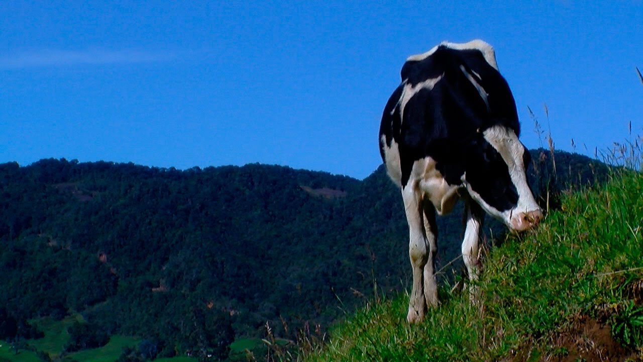 ¿Qué tipo de animal es una vaca? | Actualizado octubre 2025