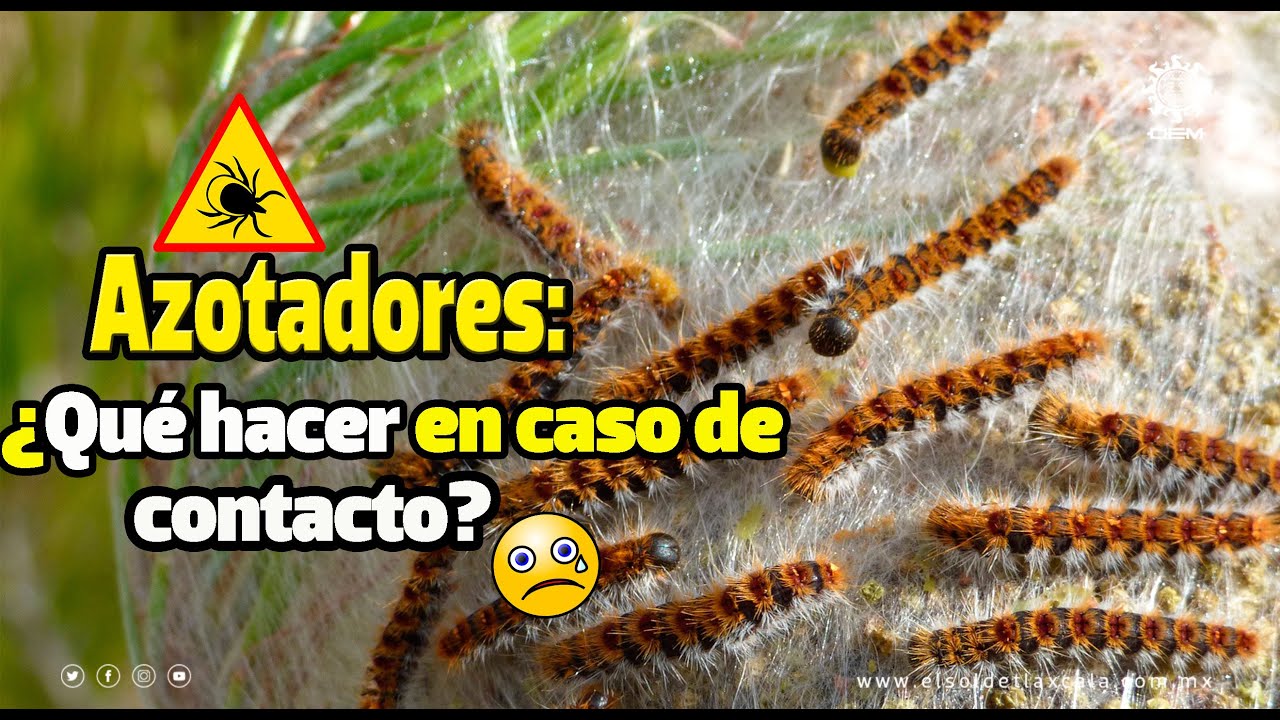 ¿Cómo se alimentan los Azotadores? | Actualizado abril 2026
