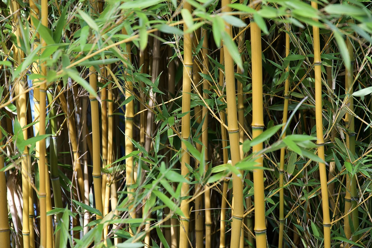 Comment réussir la plantation de bambou dans son jardin