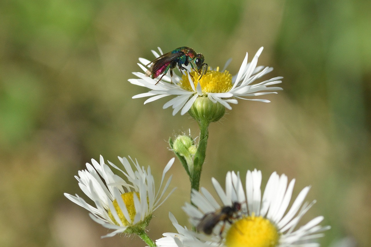 Comment se débarrasser des moucherons qui envahissent vos plantes...