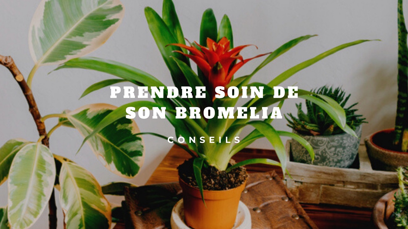Bromelia : Conseils pour entretenir sa plante