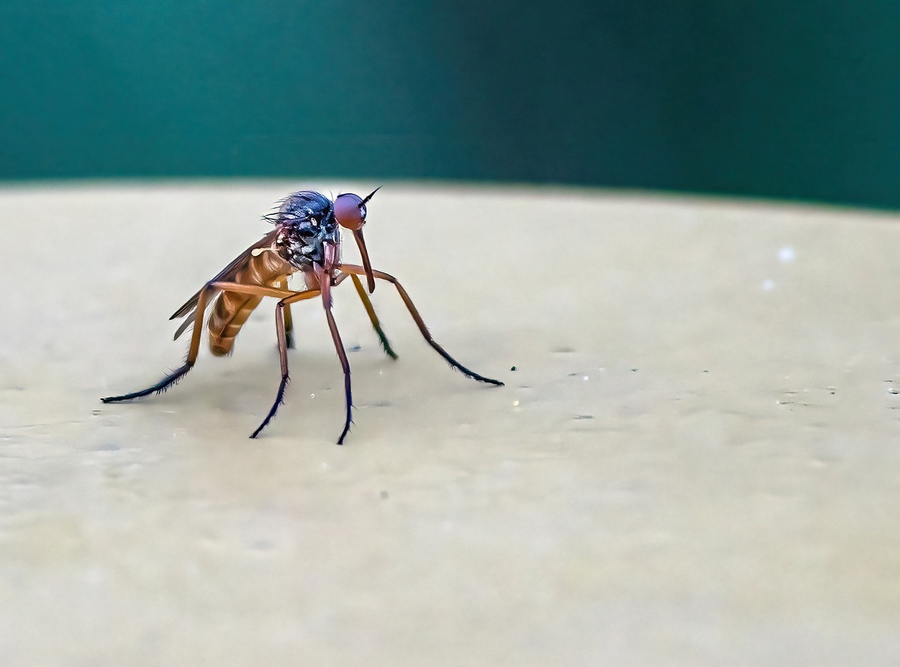 Comment se débarasser des moustiques
